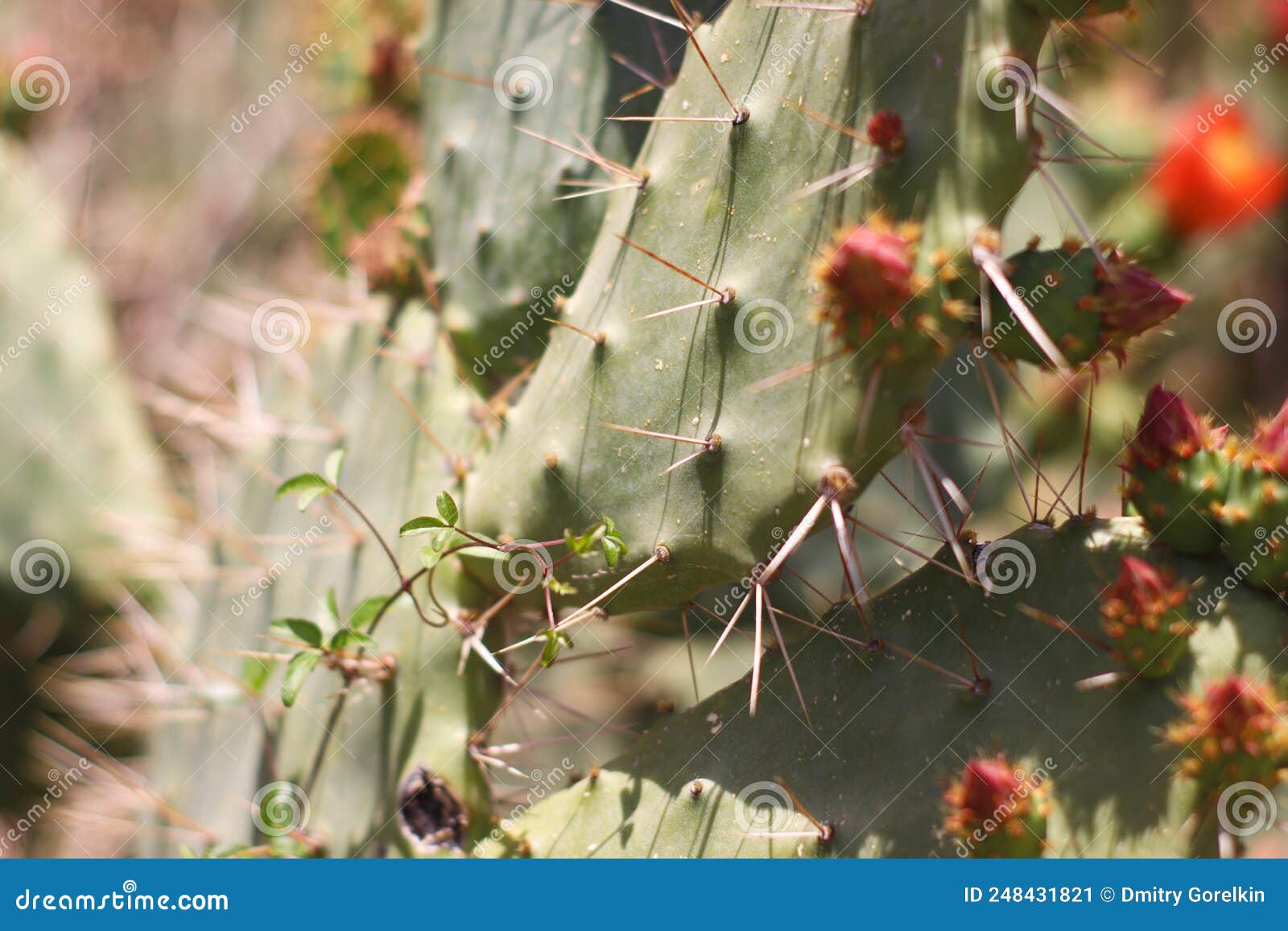 Photo of Cacti with Flowers Close Up Stock Image - Image of blooming ...