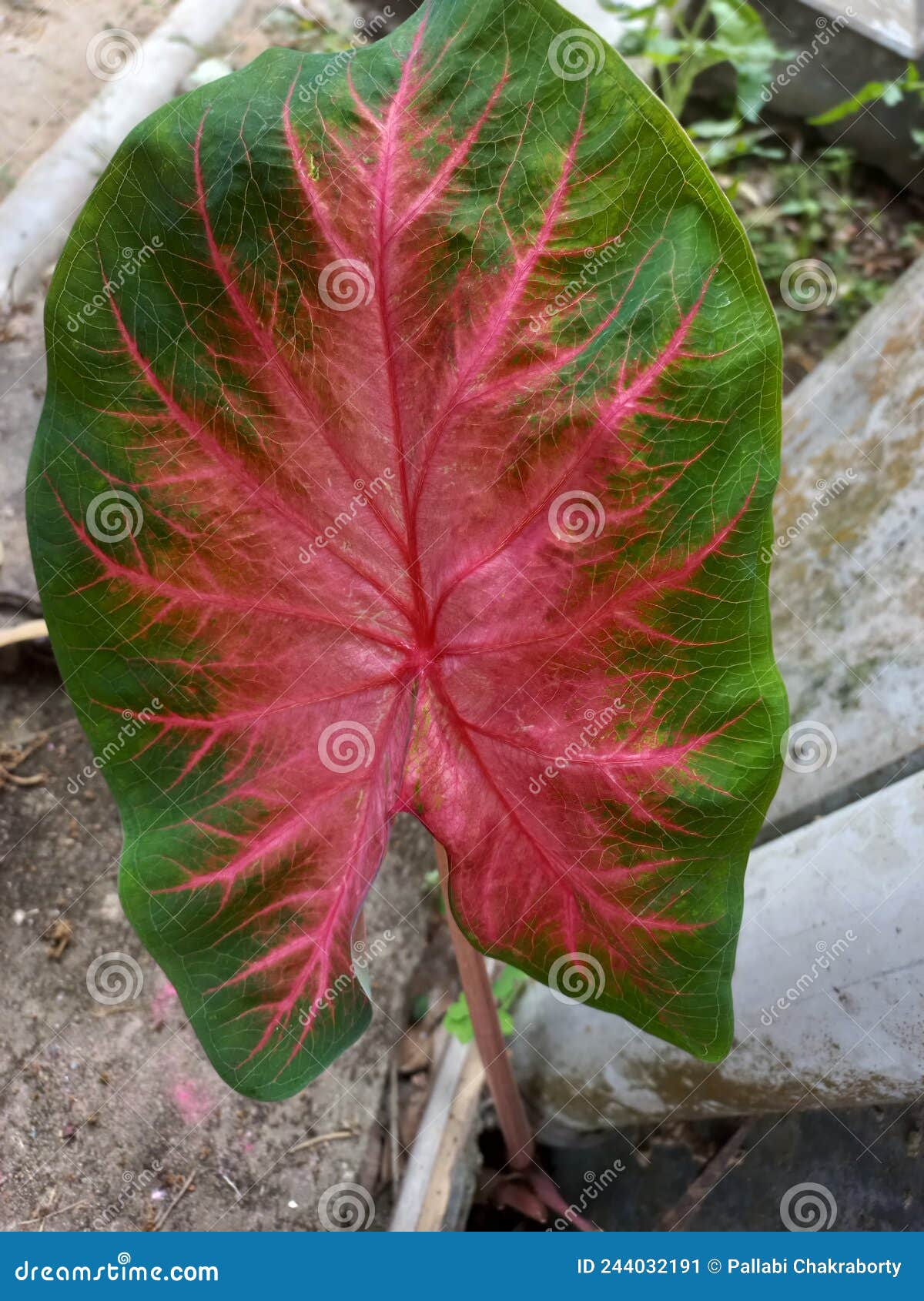 Photo Of The Caladium Plant Leaf Royalty-Free Stock Photography ...