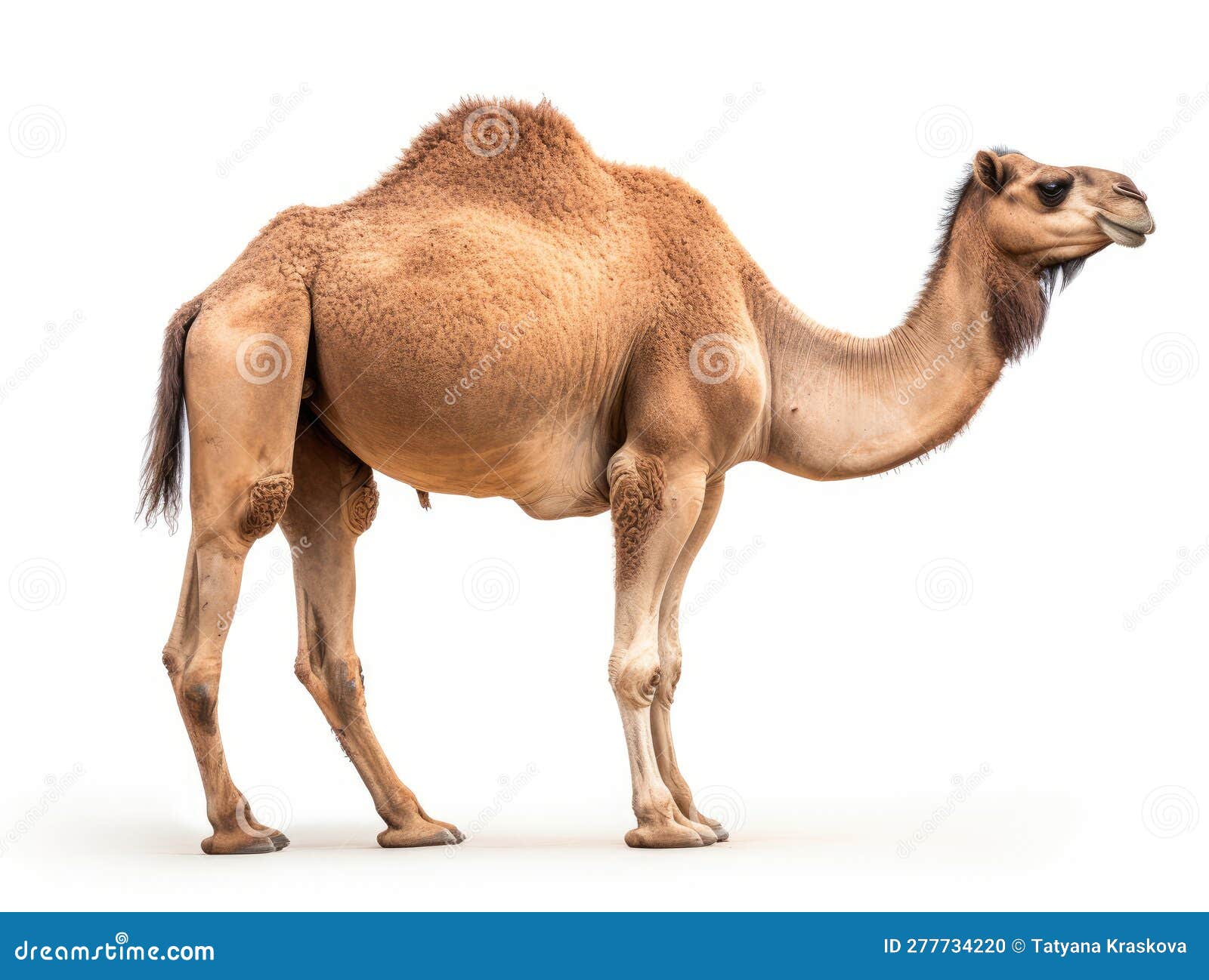 Photo of a Camel Isolated on a White Background Stock Illustration ...