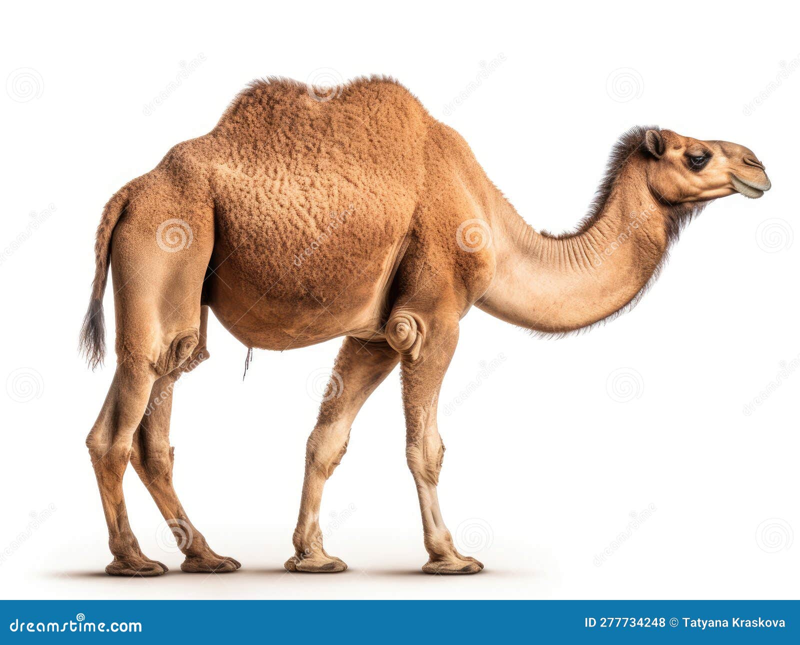 Photo of a Camel Isolated on a White Background Stock Illustration ...