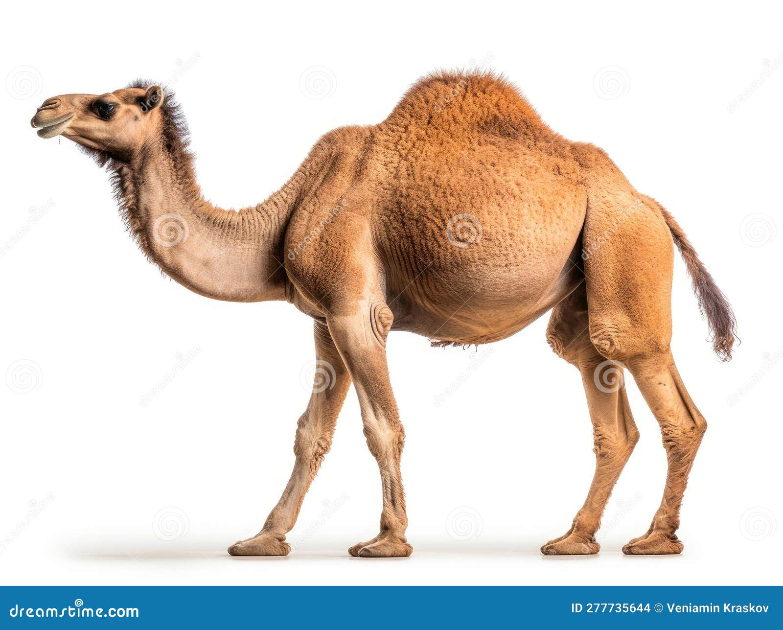 Photo of a Camel Isolated on a White Background Stock Illustration ...
