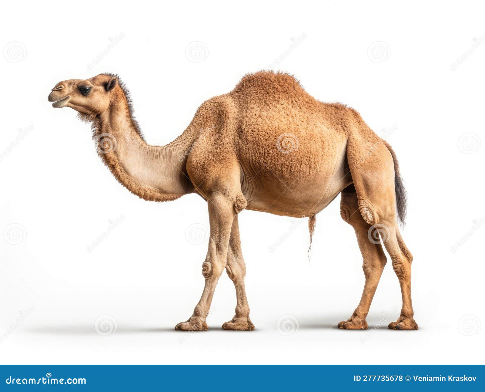 Photo of a Camel Isolated on a White Background Stock Illustration ...