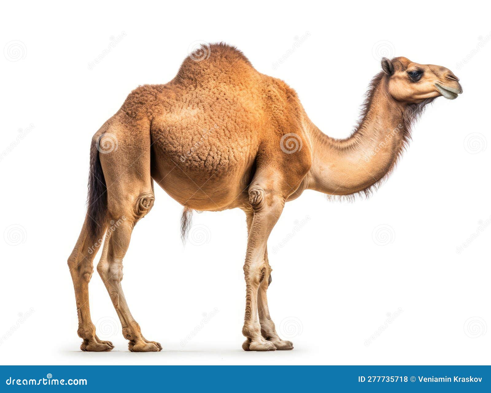 Photo of a Camel Isolated on a White Background Stock Illustration ...