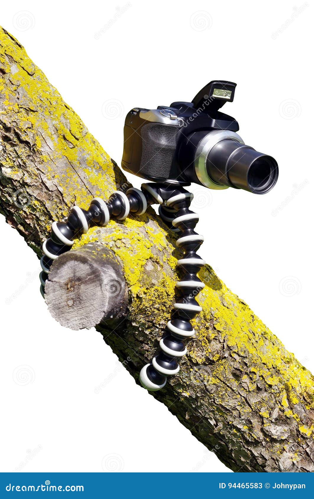 Photo camera on a tree stock image. Image of instrument - 94465583