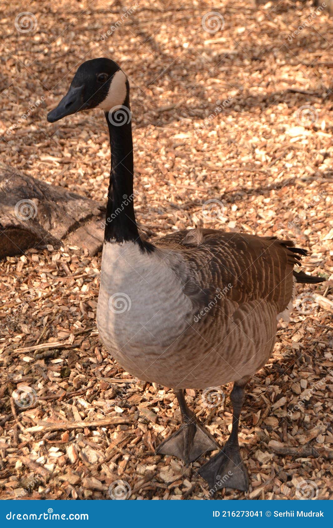 Photo of Canadian Goose Looking at Camera Stock Image - Image of blue ...
