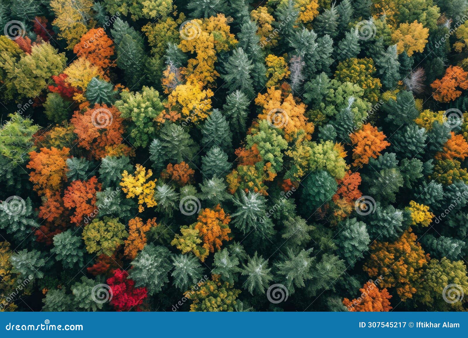 This Photo Captures an Aerial View of a Sprawling Forest Teeming with ...