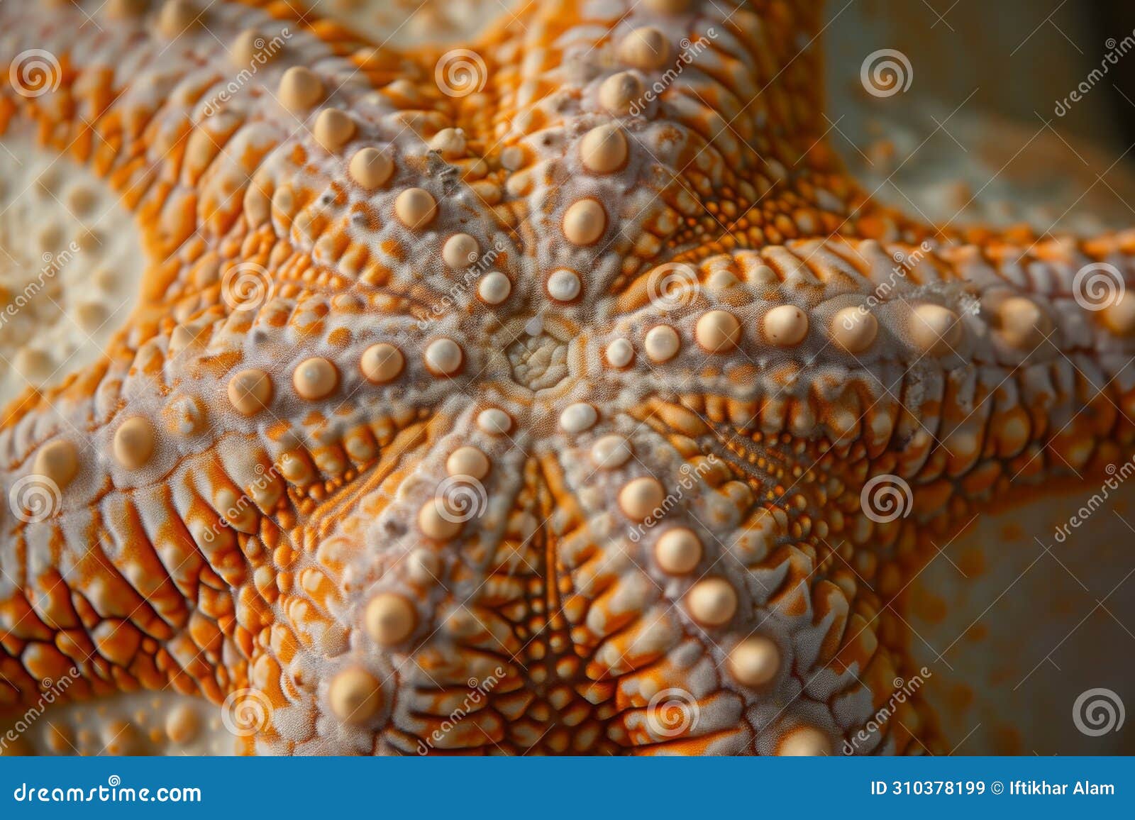 This Photo Captures a Detailed Close-up View of the Shell of a Starfish ...
