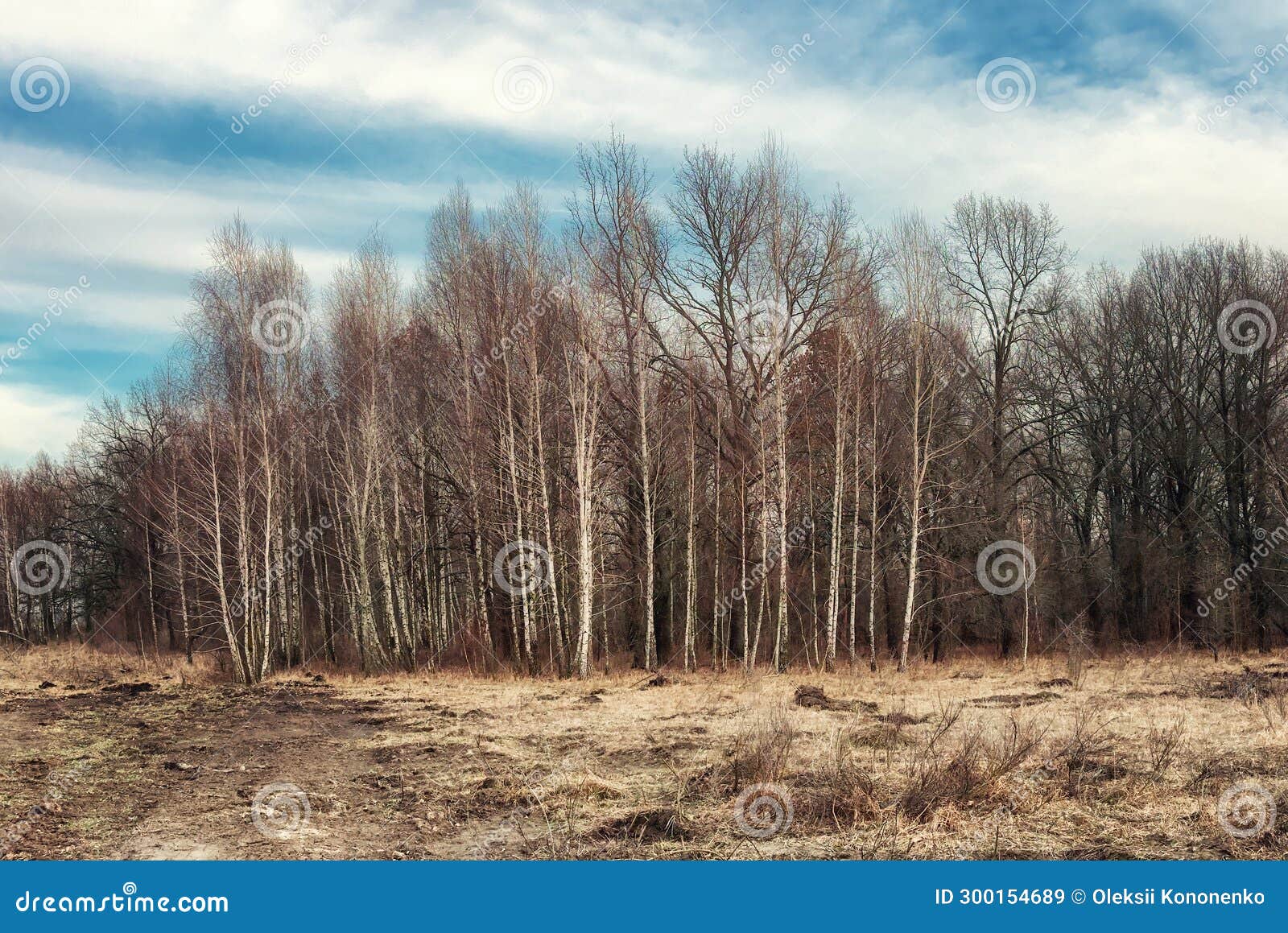 The Photo Captures a Line of Tall, Thin Trees in a Field, with a Blue ...