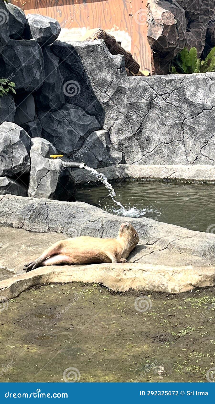 Capybara Lying On A Lounge Chair By The Pool, With Green Fresh Juice ...