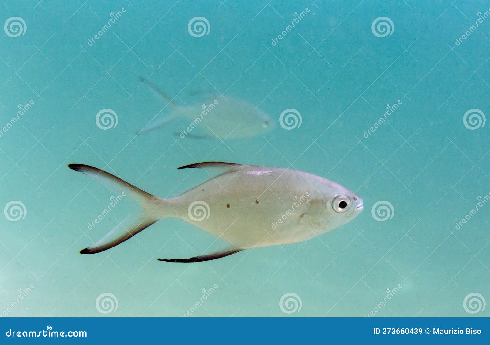 A Photo of Carangoides Tropical Fish Stock Image - Image of color ...