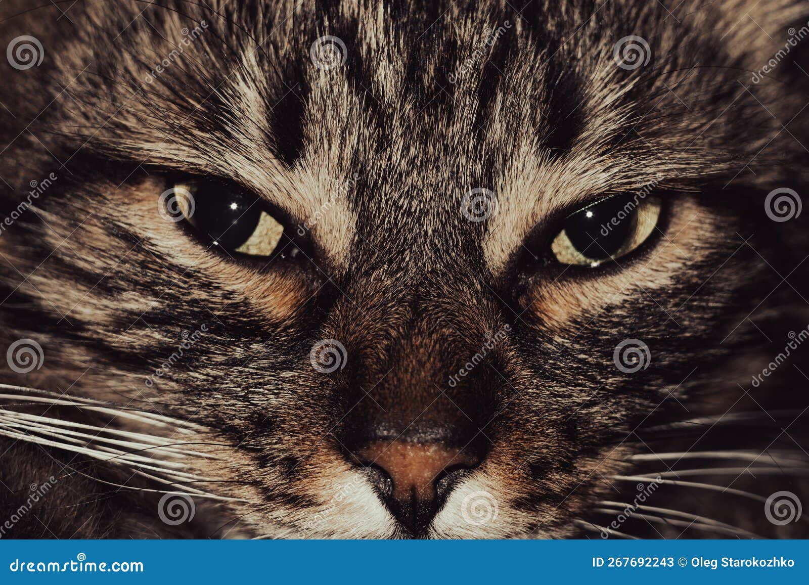 Photo of a Cat in Full Face Stock Image - Image of mammal, whisker ...