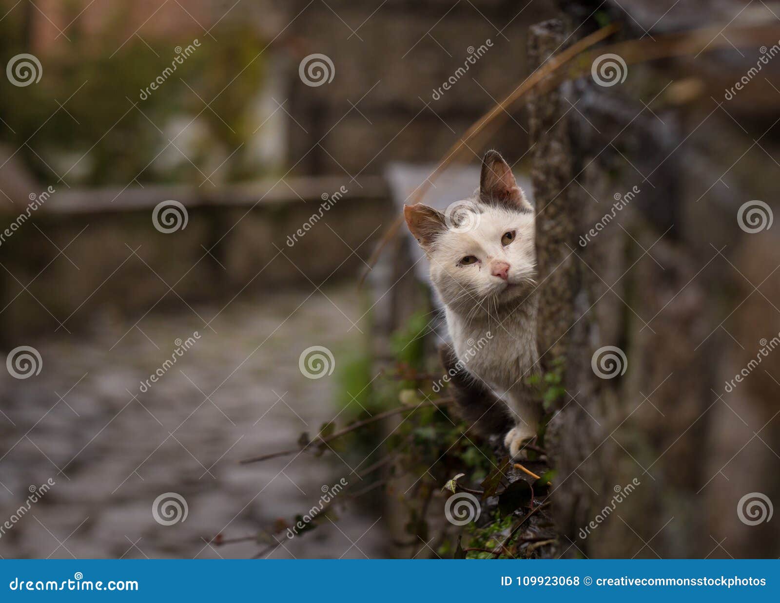 Photo Of A Cat Looking Behind The Tree Picture. Image: 109923068