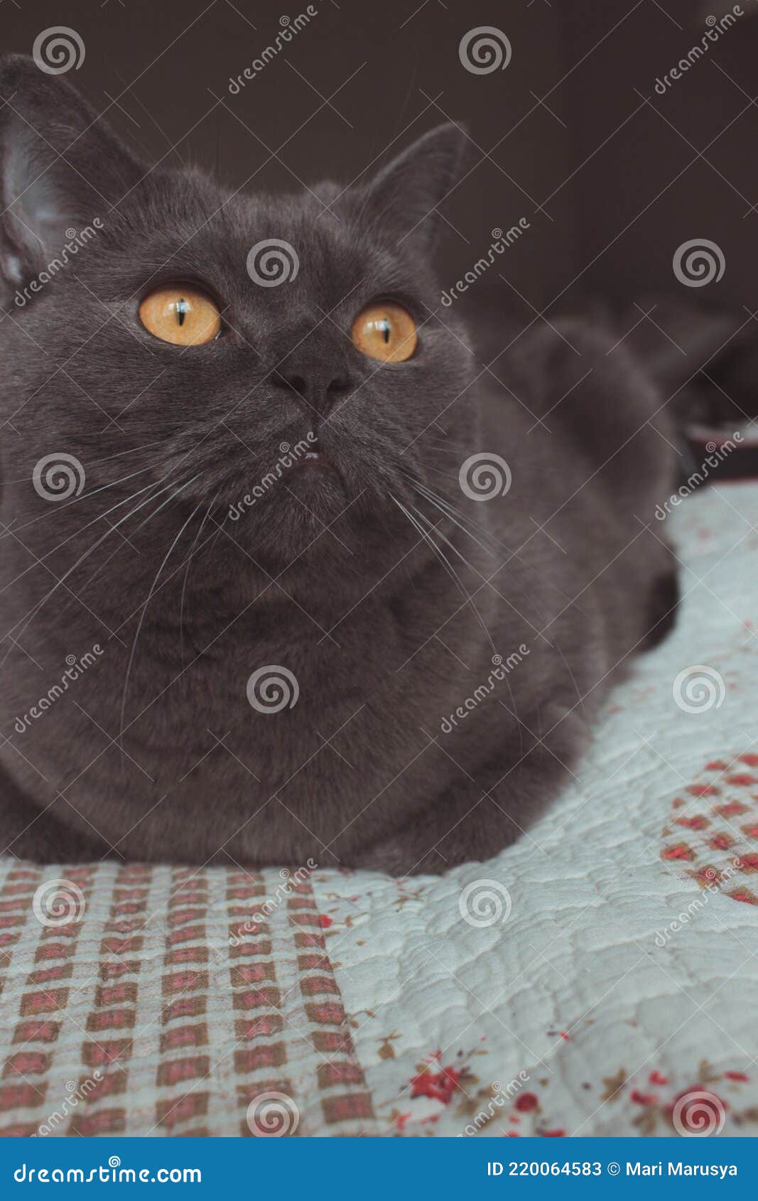 Photo of a Cat Looking into the Distance Stock Image - Image of looking ...