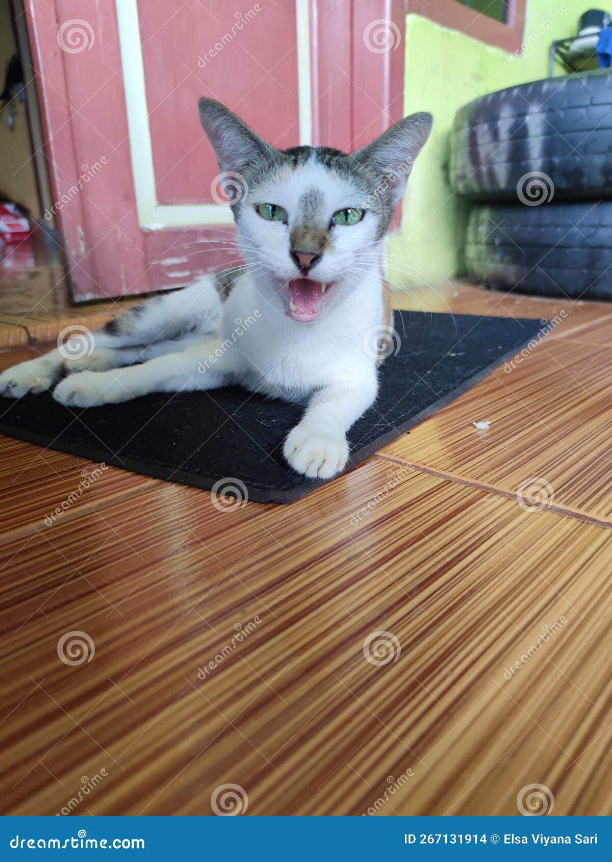 Photo of Cat with Open Mouth Stock Photo - Image of carnivore, animal ...