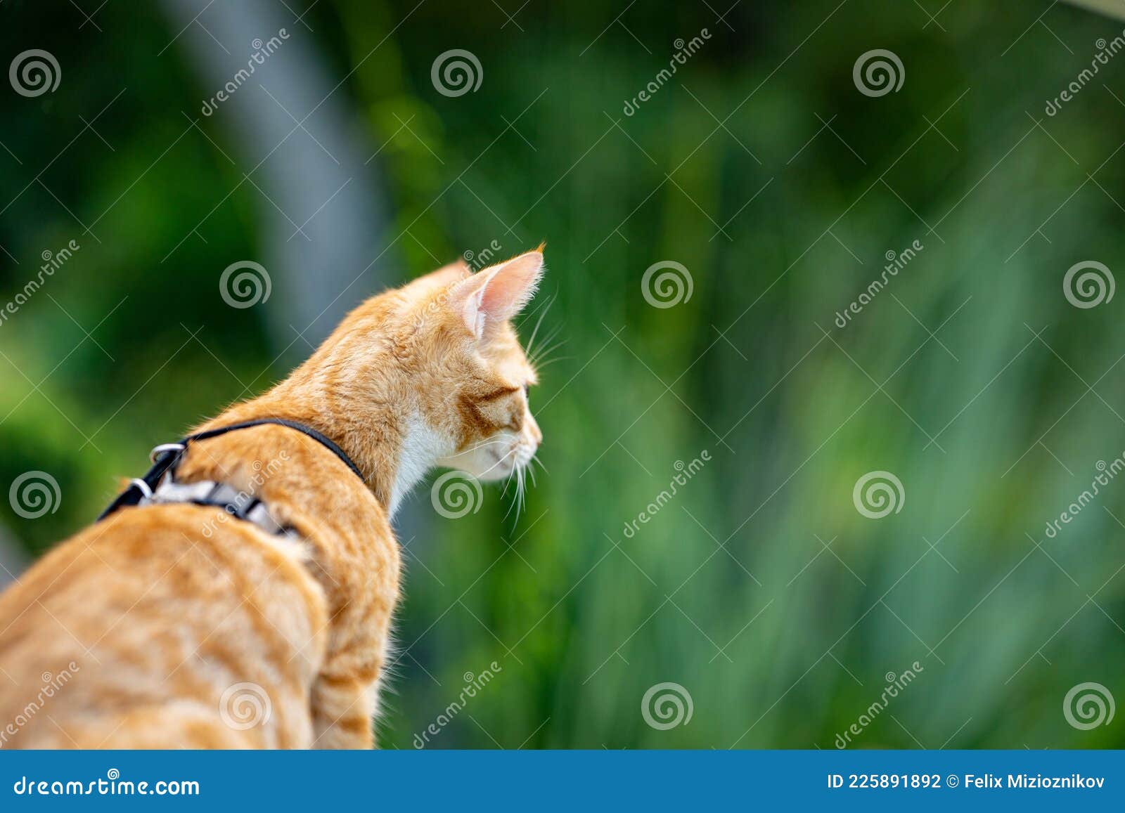 Photo of a Cat Outdoors Exploring Nature Stock Photo - Image of focus ...