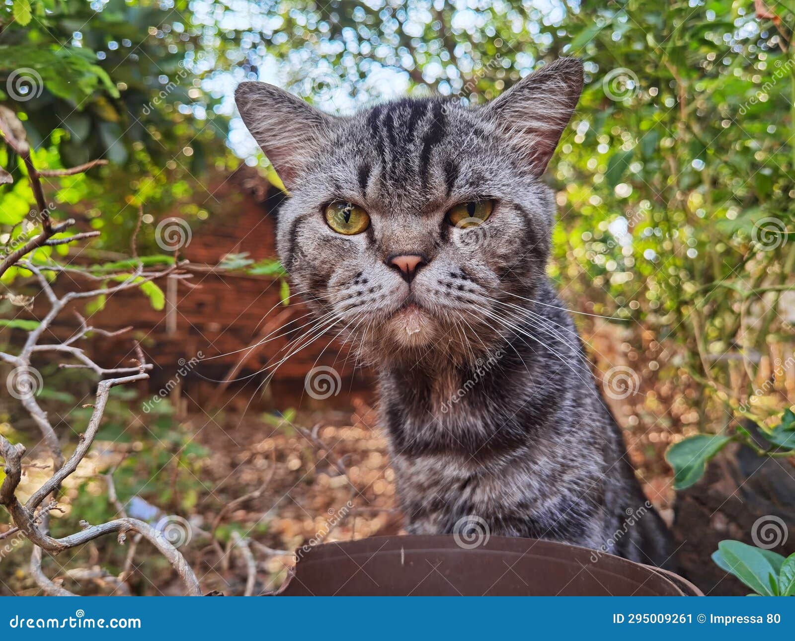 Photo of a Cat Showing Its Face among the Trees in the Yard Stock Image ...