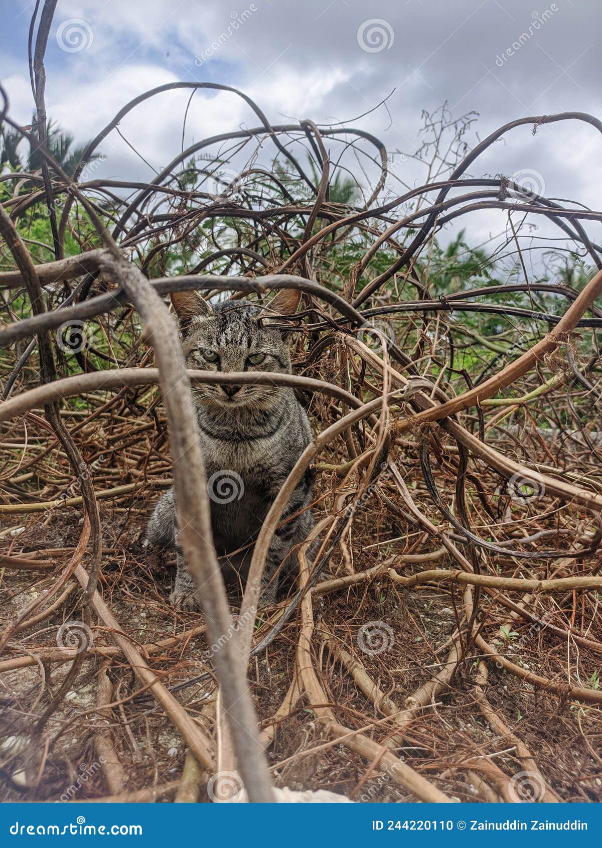 Photo of a Cat among the Withered Bushes Stock Photo - Image of ...