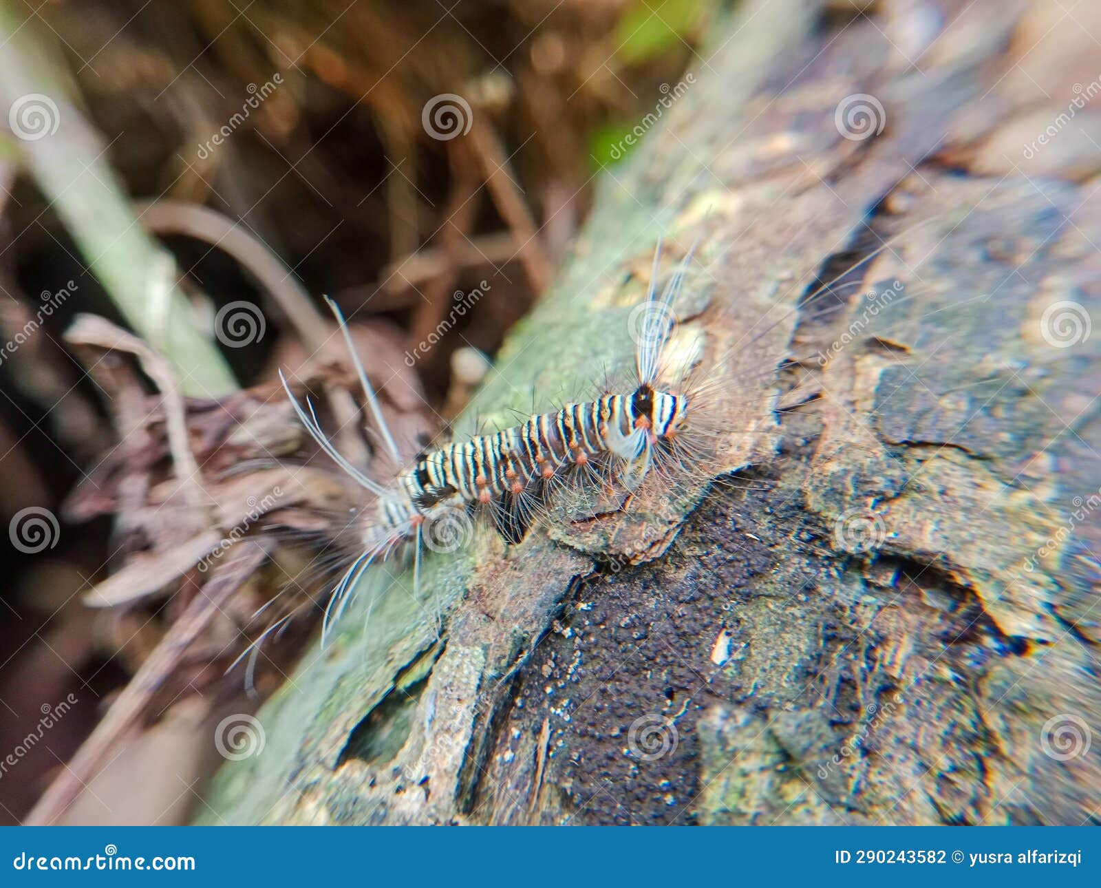 Photo of a Caterpillar Walking on a Tree Stock Photo - Image of branch ...