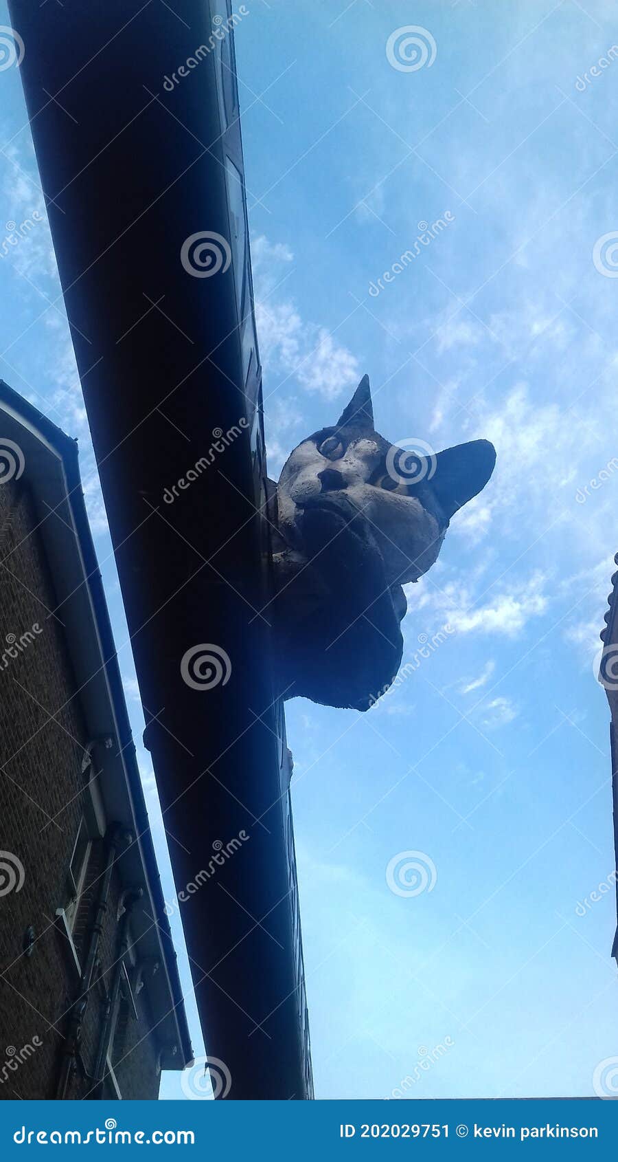 Catford Cat Stock Photos - Free & Royalty-Free Stock Photos from Dreamstime