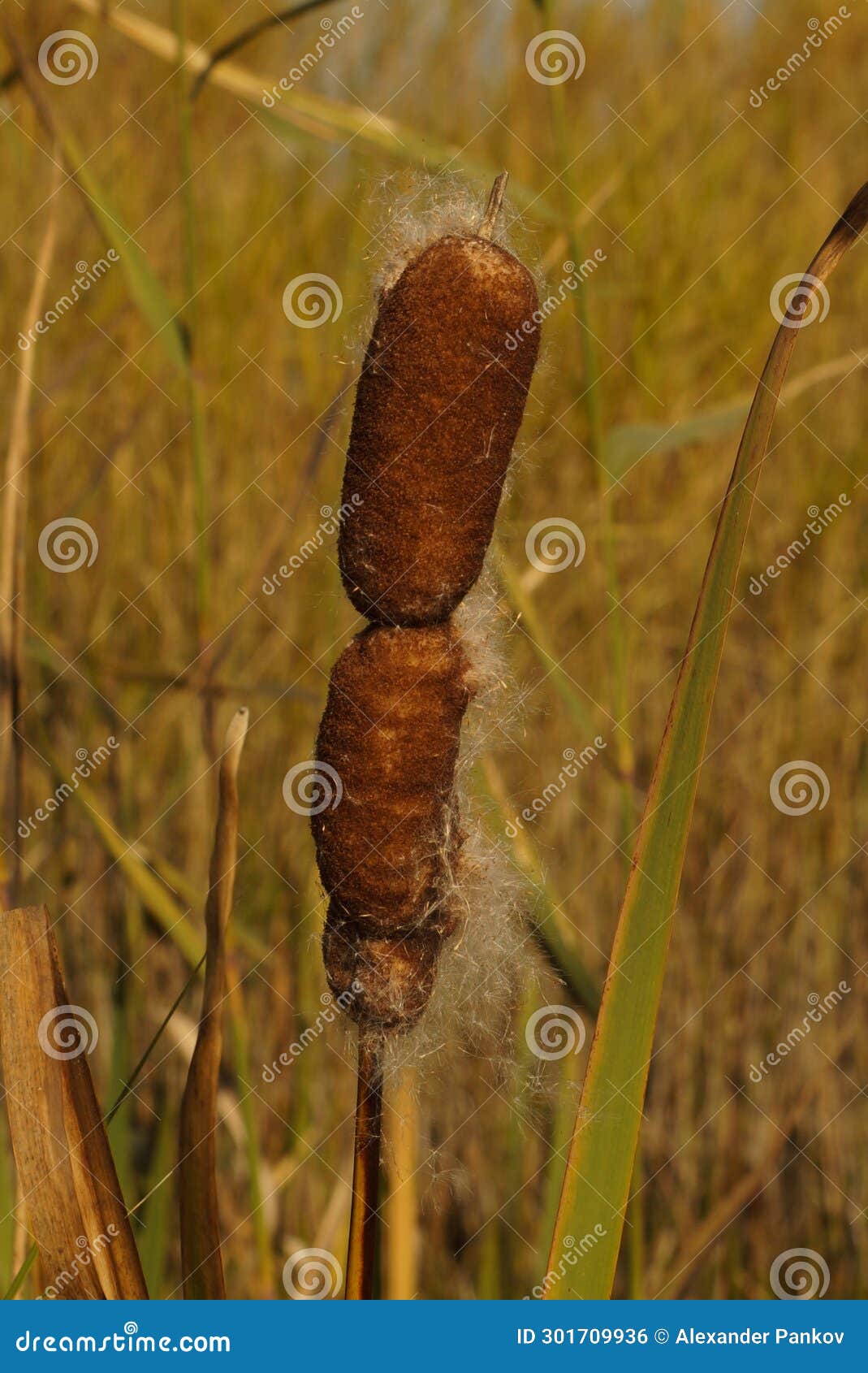 Photo of cattail stock photo. Image of fluff, botanical - 301709936