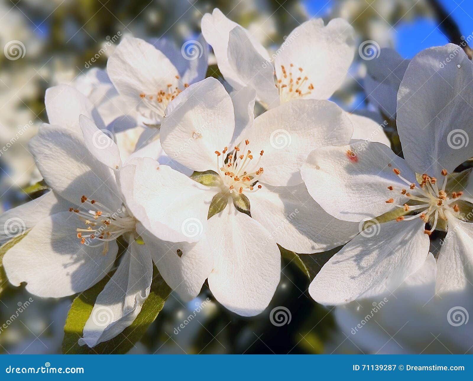 Photo Cherry Flowers / Fruit Trees of Temperate Climate Stock Image ...
