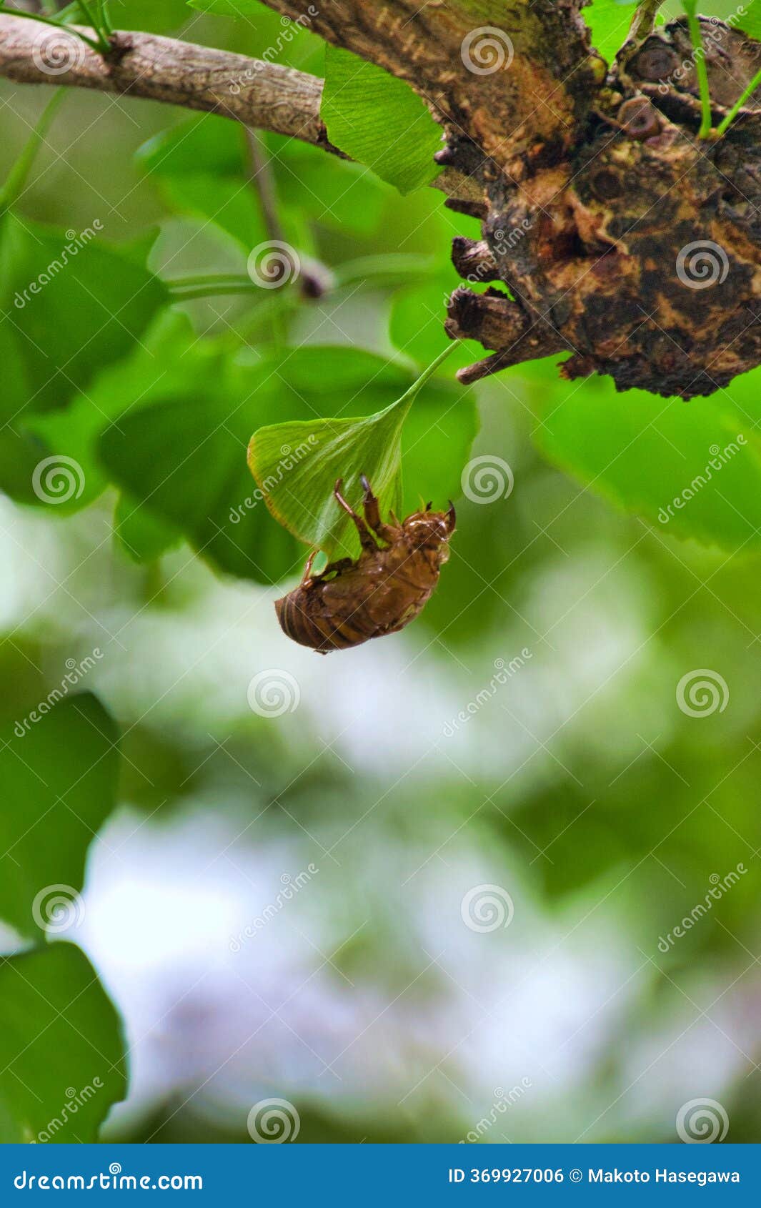 Cicada Shell, Ecdysis, Moult, Molt, Exoskeleton, Shed, Exuviate, Slough ...