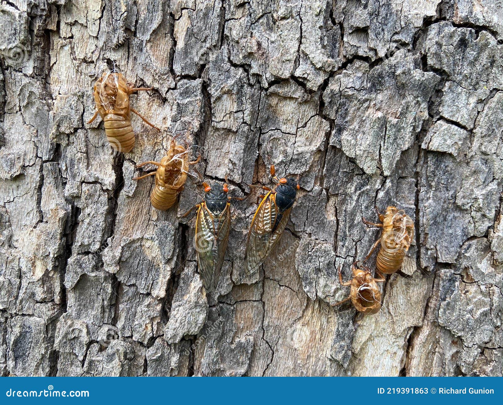 Cicada Infestation in May stock image. Image of insects - 219391863
