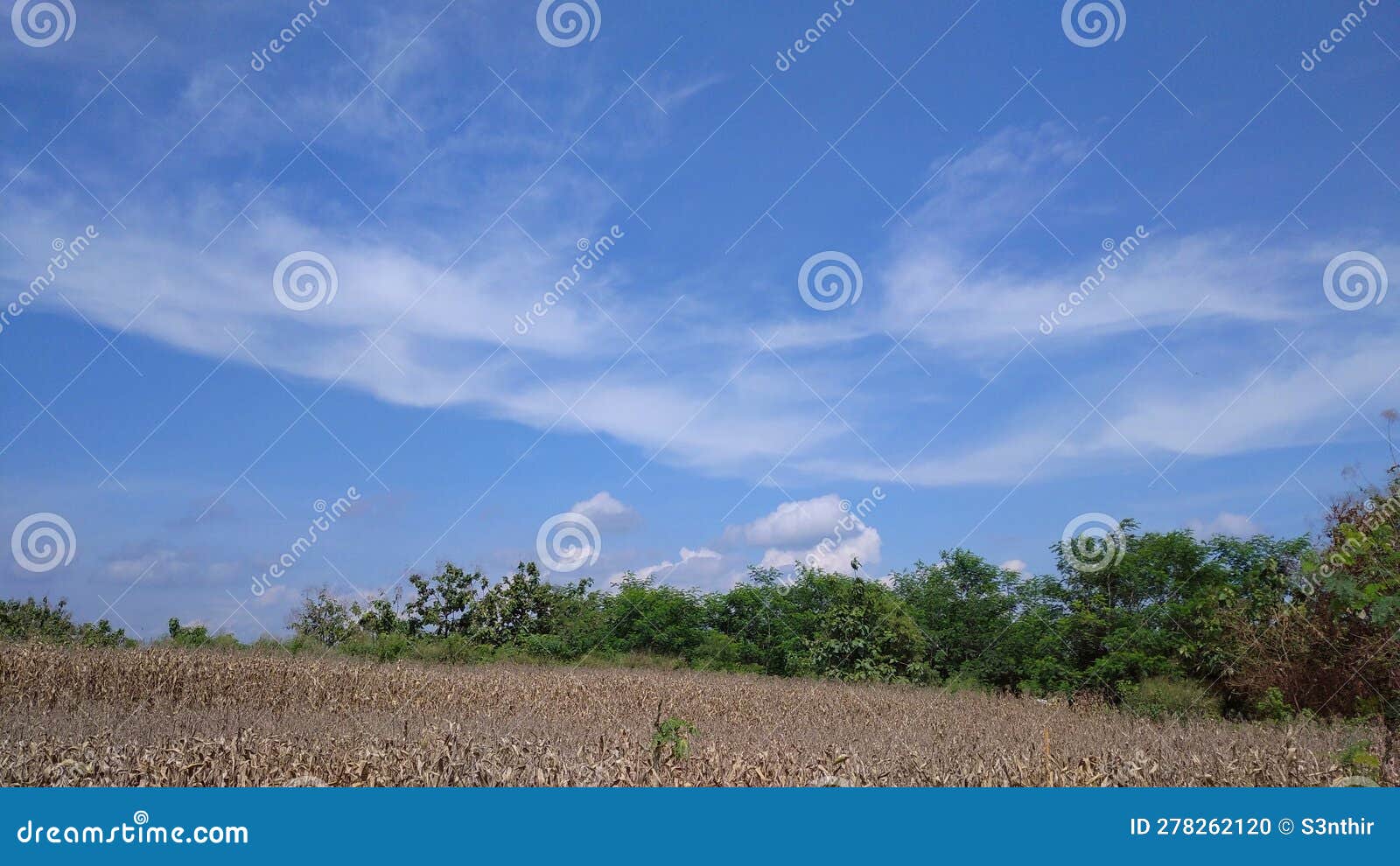 Bright Blue Sky in the Corn Fields at Noon Stock Photo - Image of ...