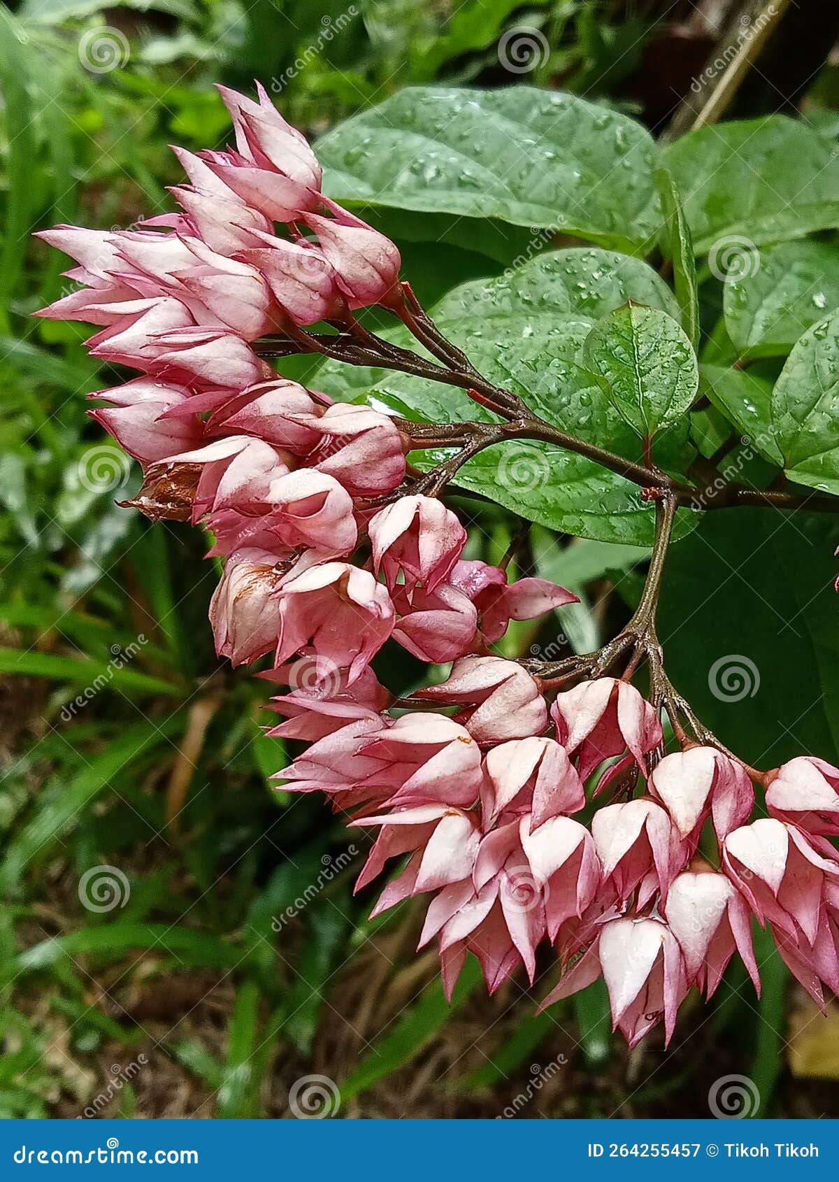 Photo Clerodendrum Splendens, the Glory Tree or Flaming Glorybower ...