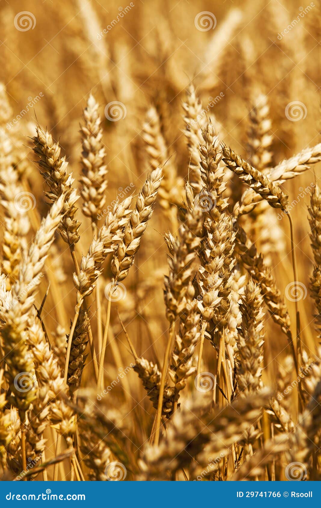 Rye ears stock photo. Image of nature, agriculture, full - 29741766