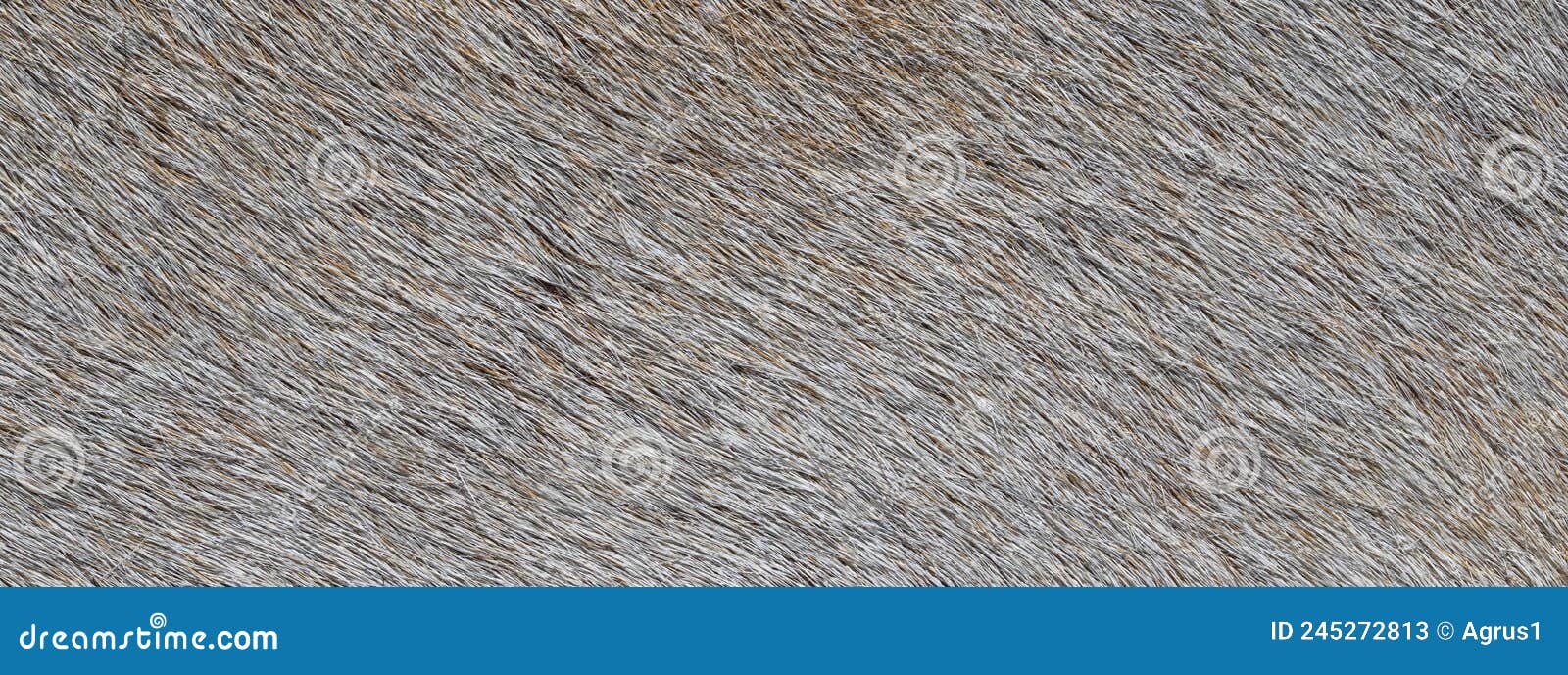 Close Up Photo of Gray Fur Texture Background Stock Image - Image of ...