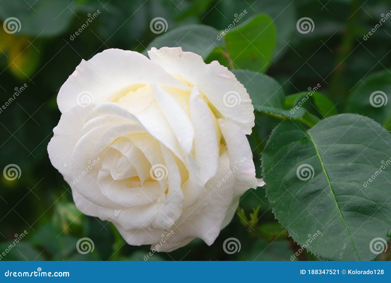 Rose on a green background stock image. Image of white - 188347521