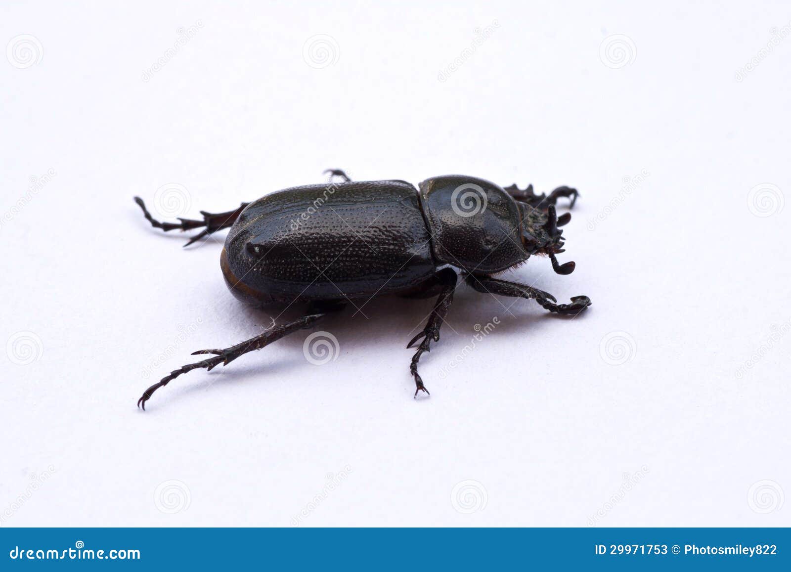 Beetles coconut stock image. Image of beetles, white - 29971753