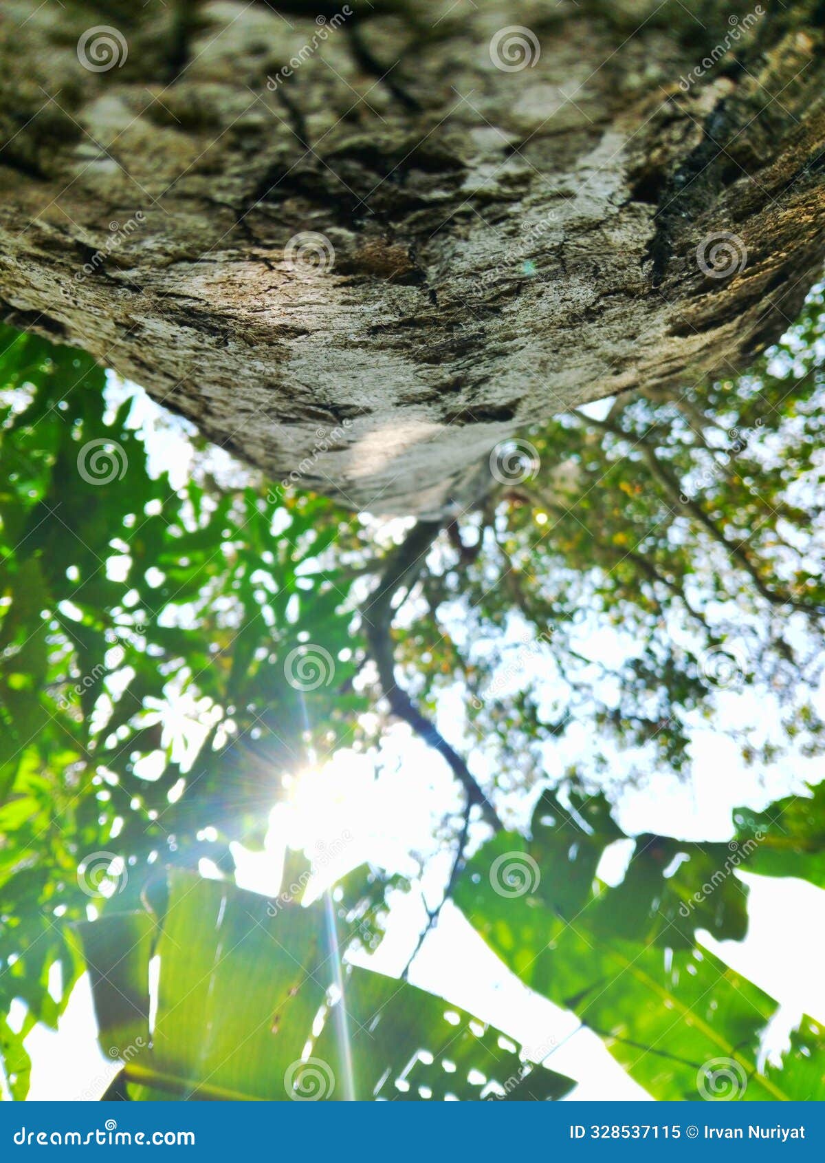 Photo of a Clove Tree from Below Stock Image - Image of tree, closeup ...