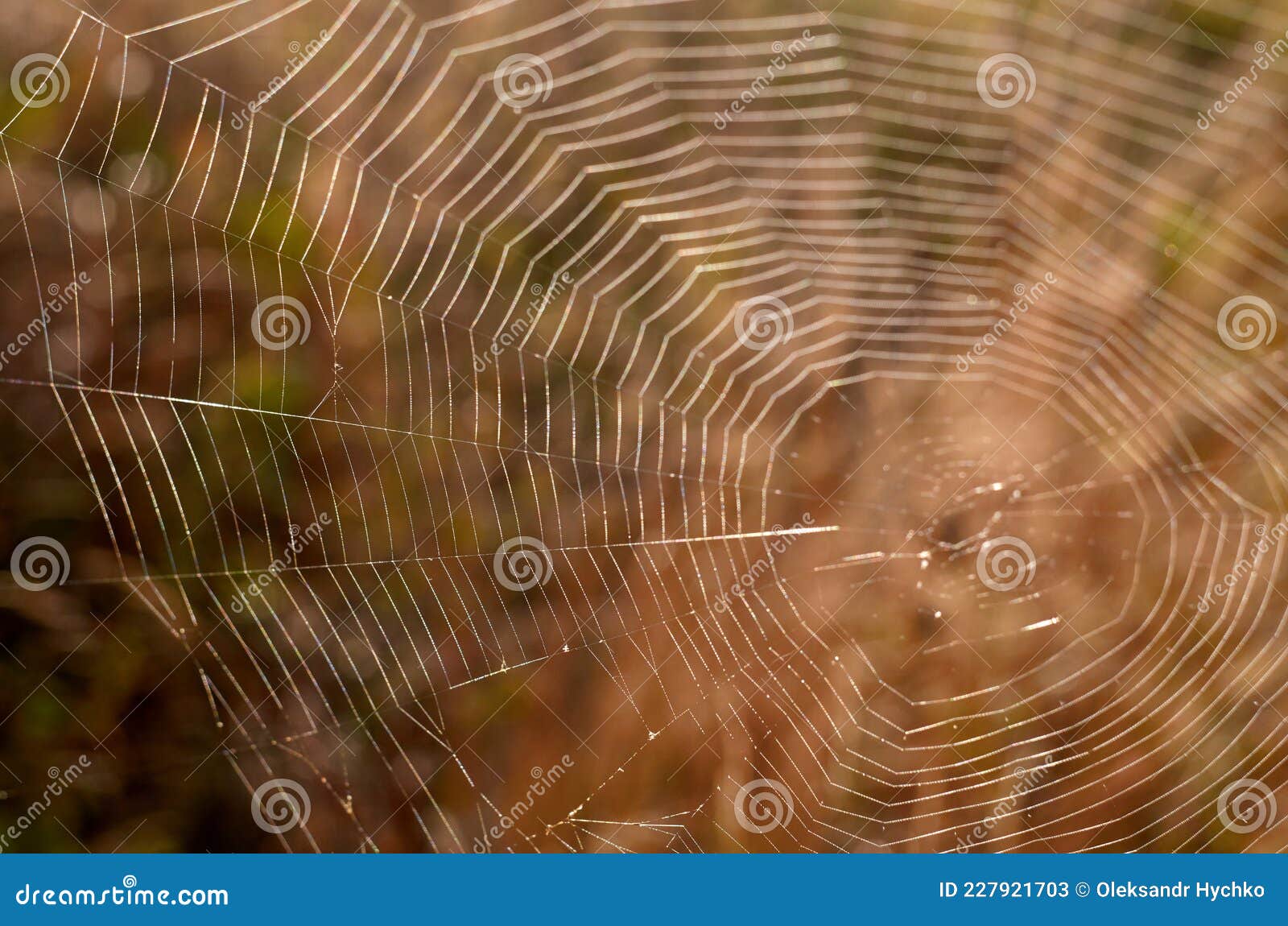 Photo of a cobweb pattern stock image. Image of dewdrops - 227921703