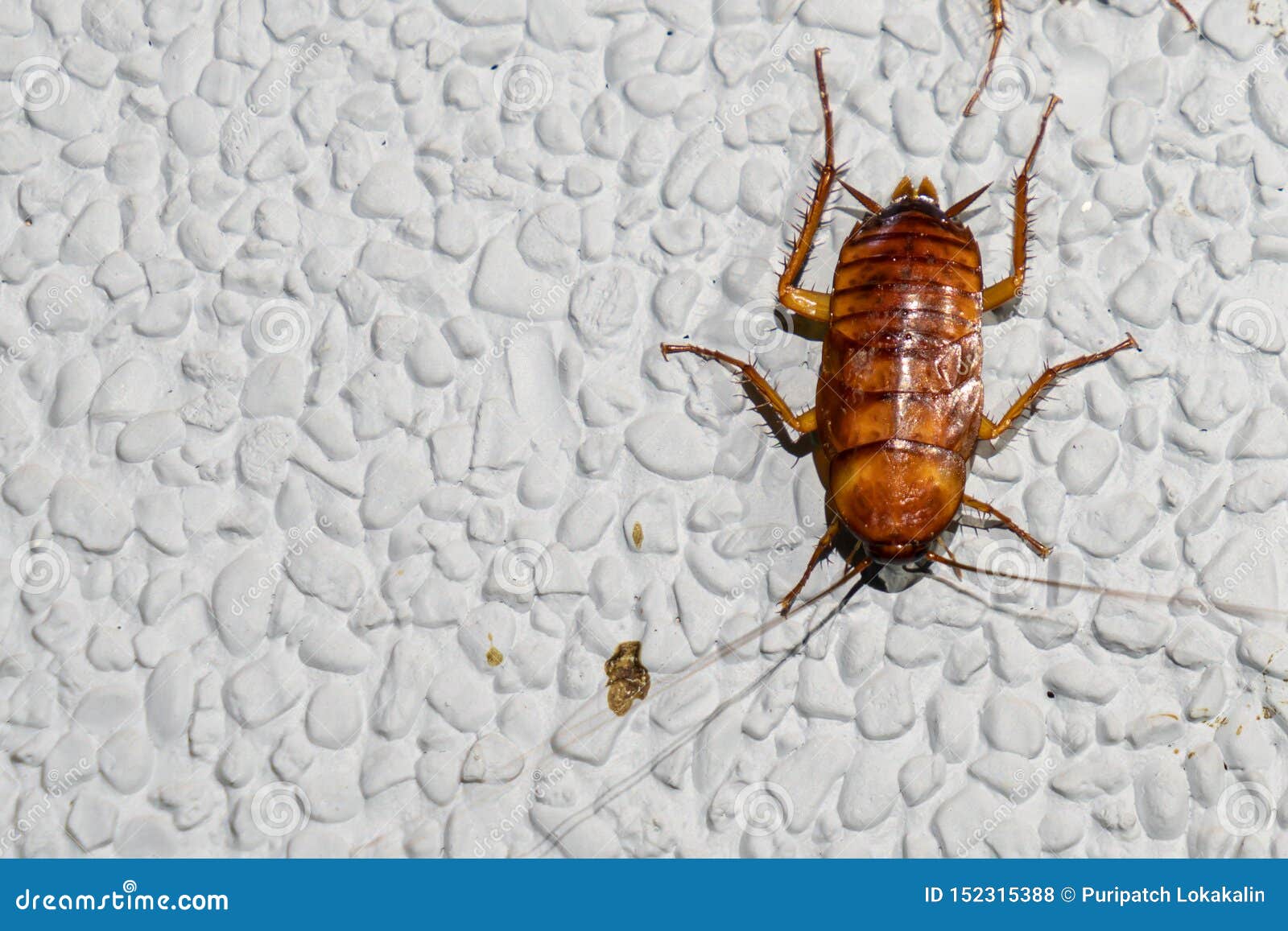 Cockroach on the Stone Wall Stock Photo - Image of creature, grey ...