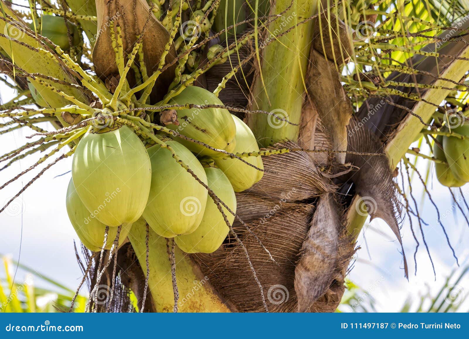 Coconut on the Coconut Tree Stock Image - Image of drink, fruit: 111497187