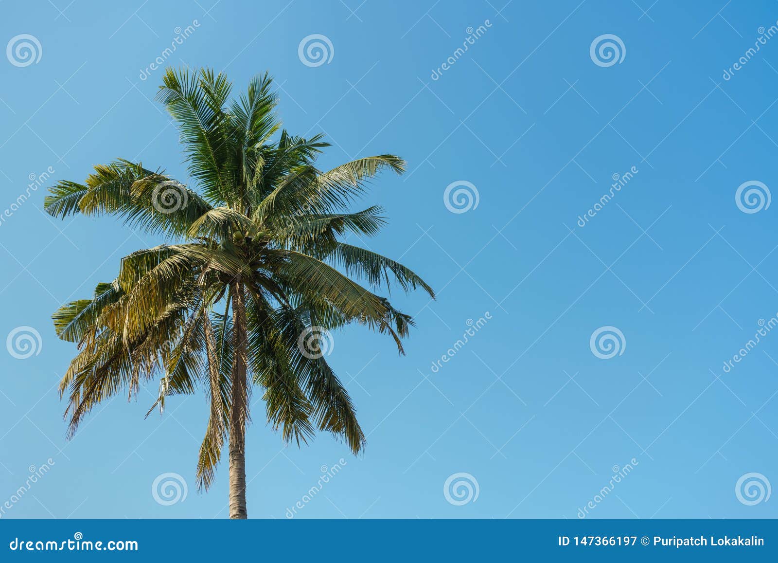 Coconut Tree with Blue Sky Background Stock Image - Image of eatable ...