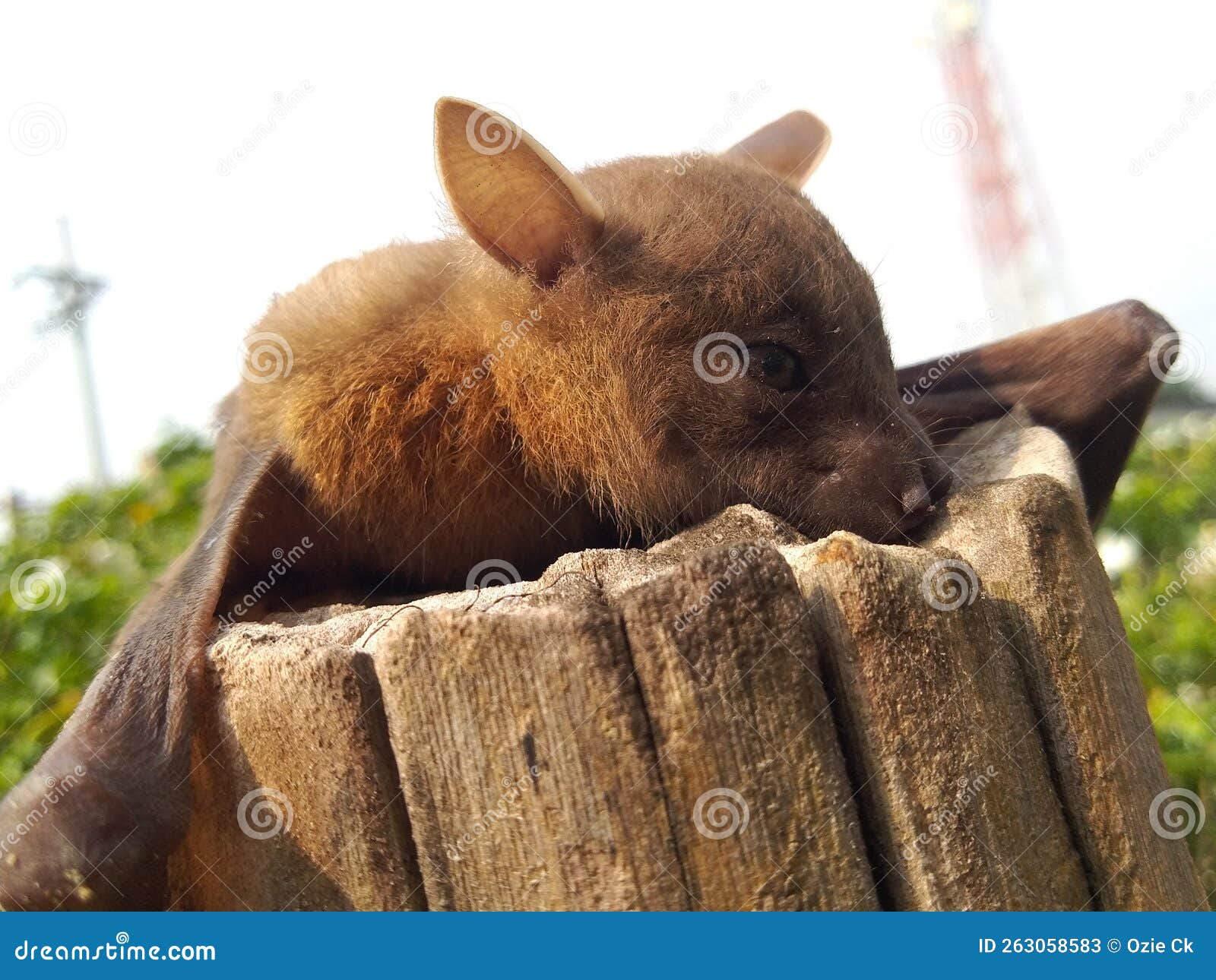 Photo of a CODOT Bat Lying Limp Sleeping or Dead on a Dry Tree Stock ...