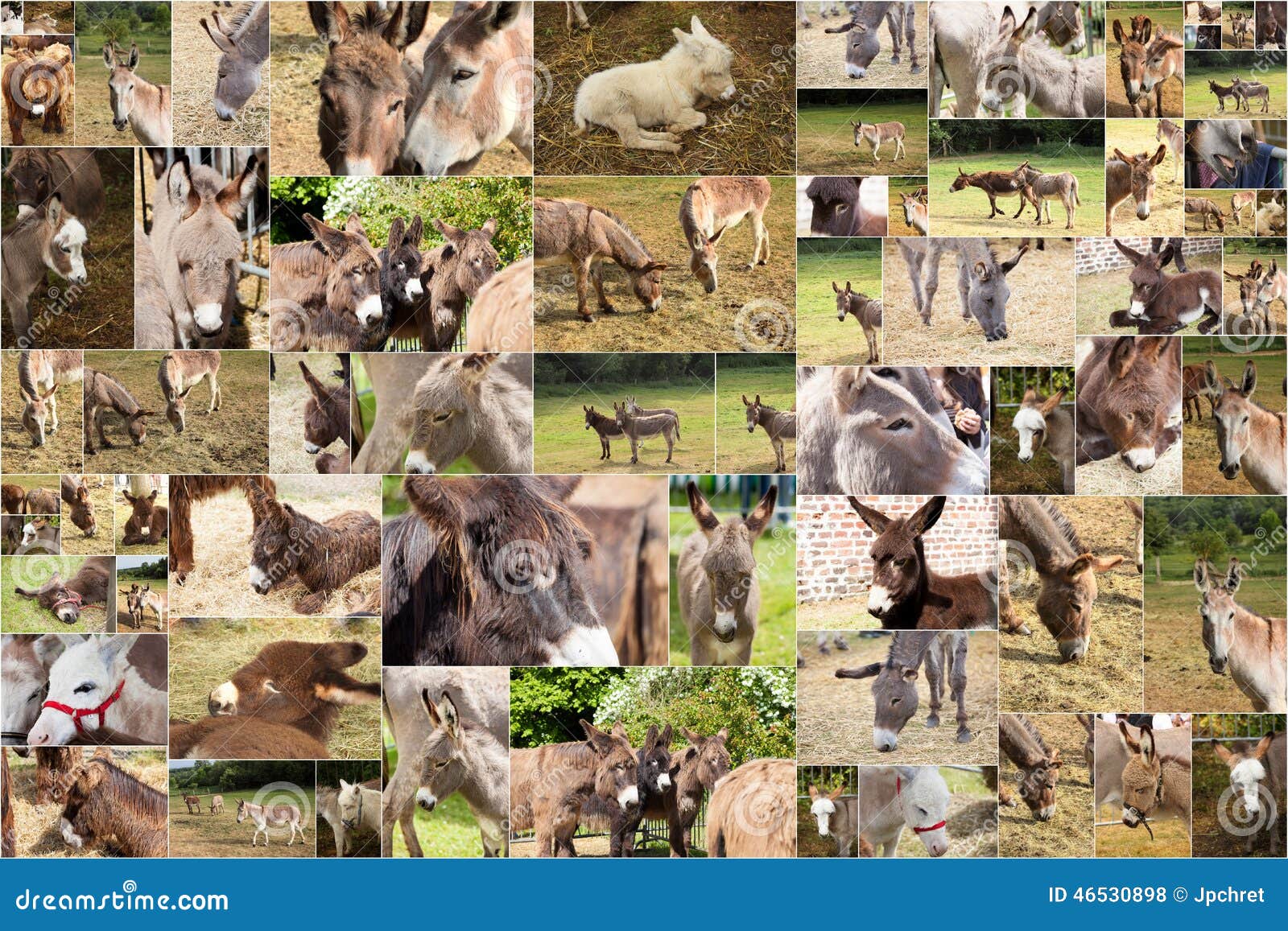 Photo collage donkeys stock photo. Image of collage, country - 46530898