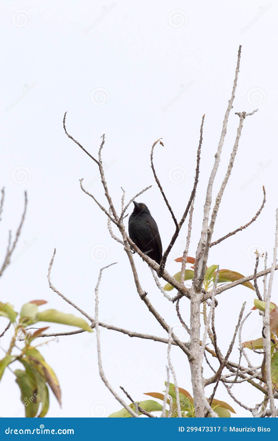 A Photo of Common Drongo Bird Stock Image - Image of tropical, white ...