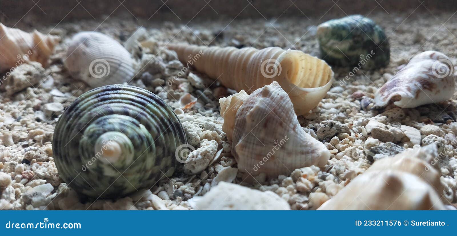 Conch shell on the sand stock photo. Image of relaxation - 233211576