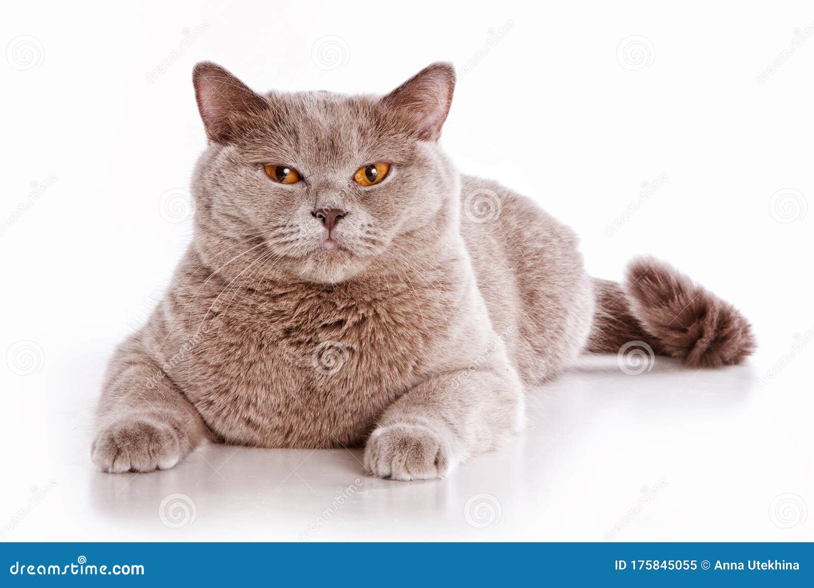 Content Cat British Cat Beige Isolated on White Stock Image - Image of ...
