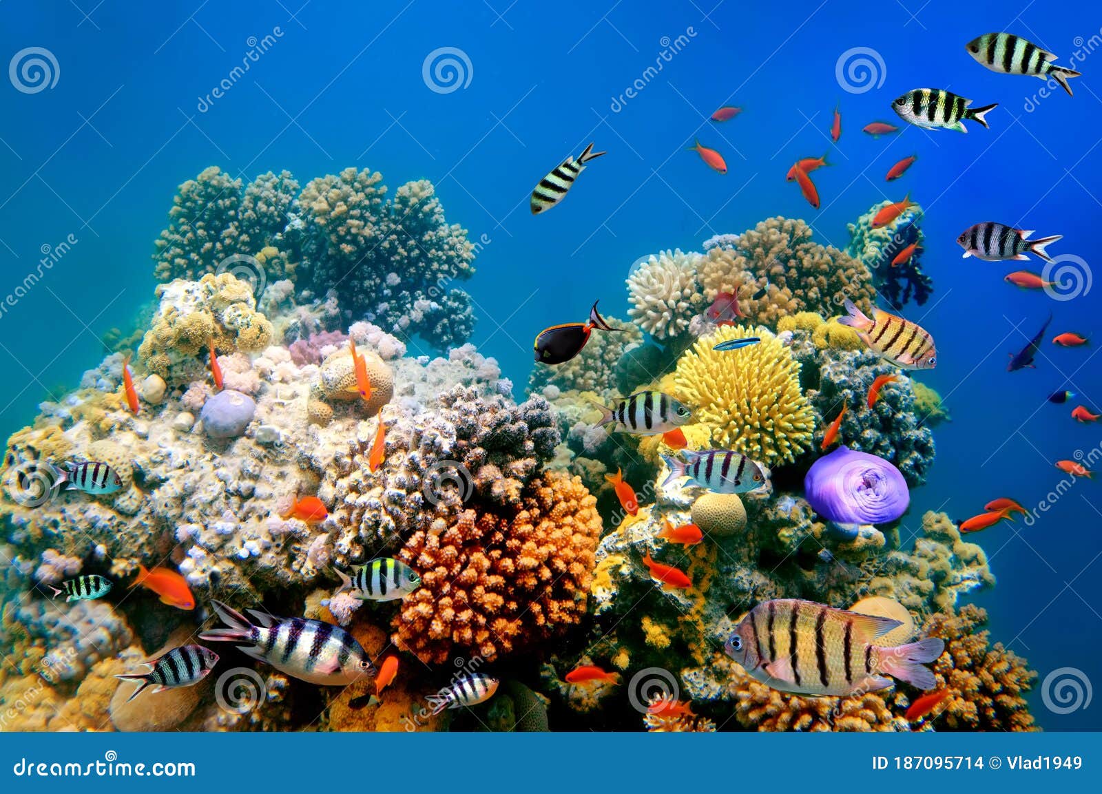 Photo of a coral colony stock photo. Image of wild, reef - 187095714