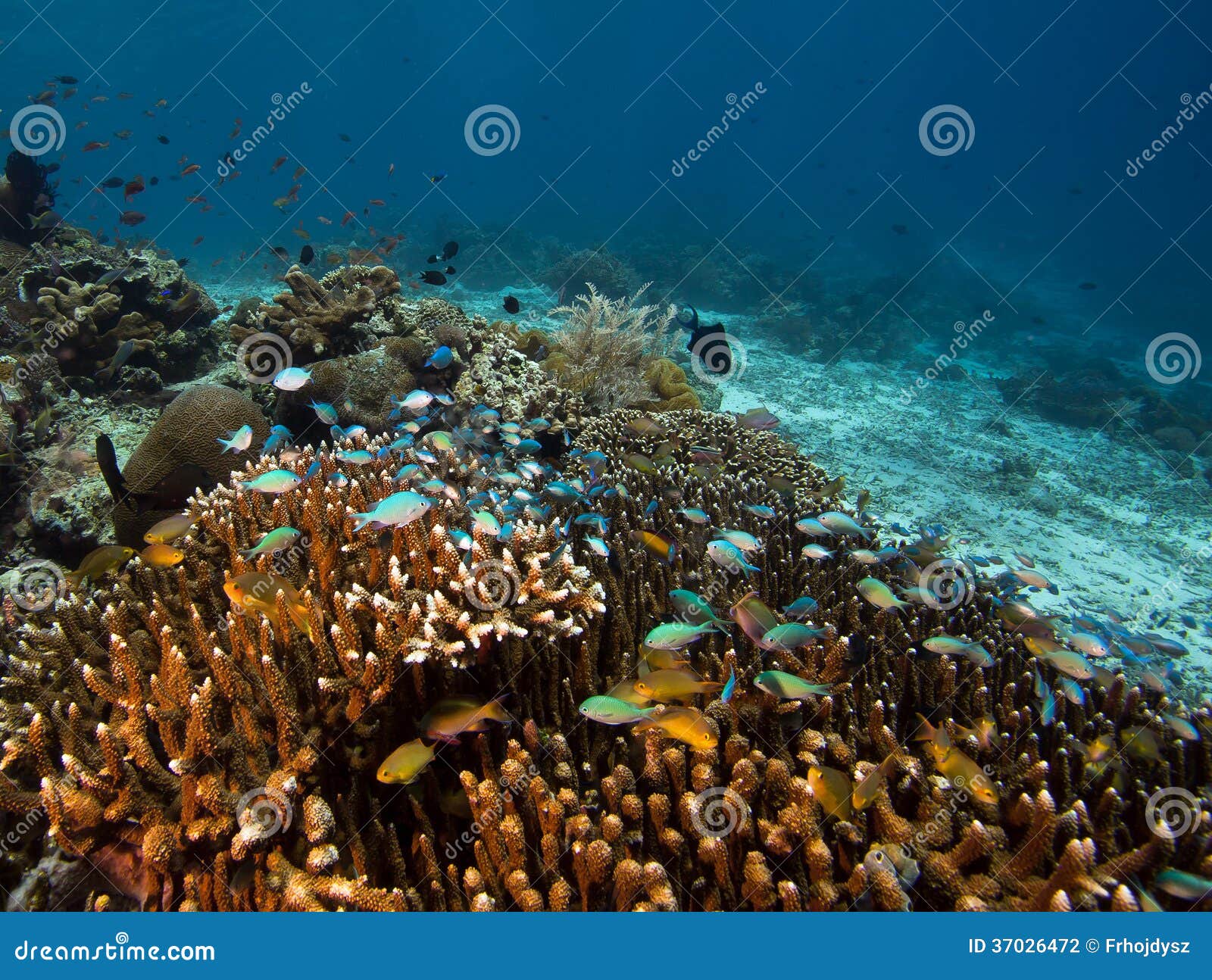 Photo of coral colony stock photo. Image of beauty, ecosystem - 37026472