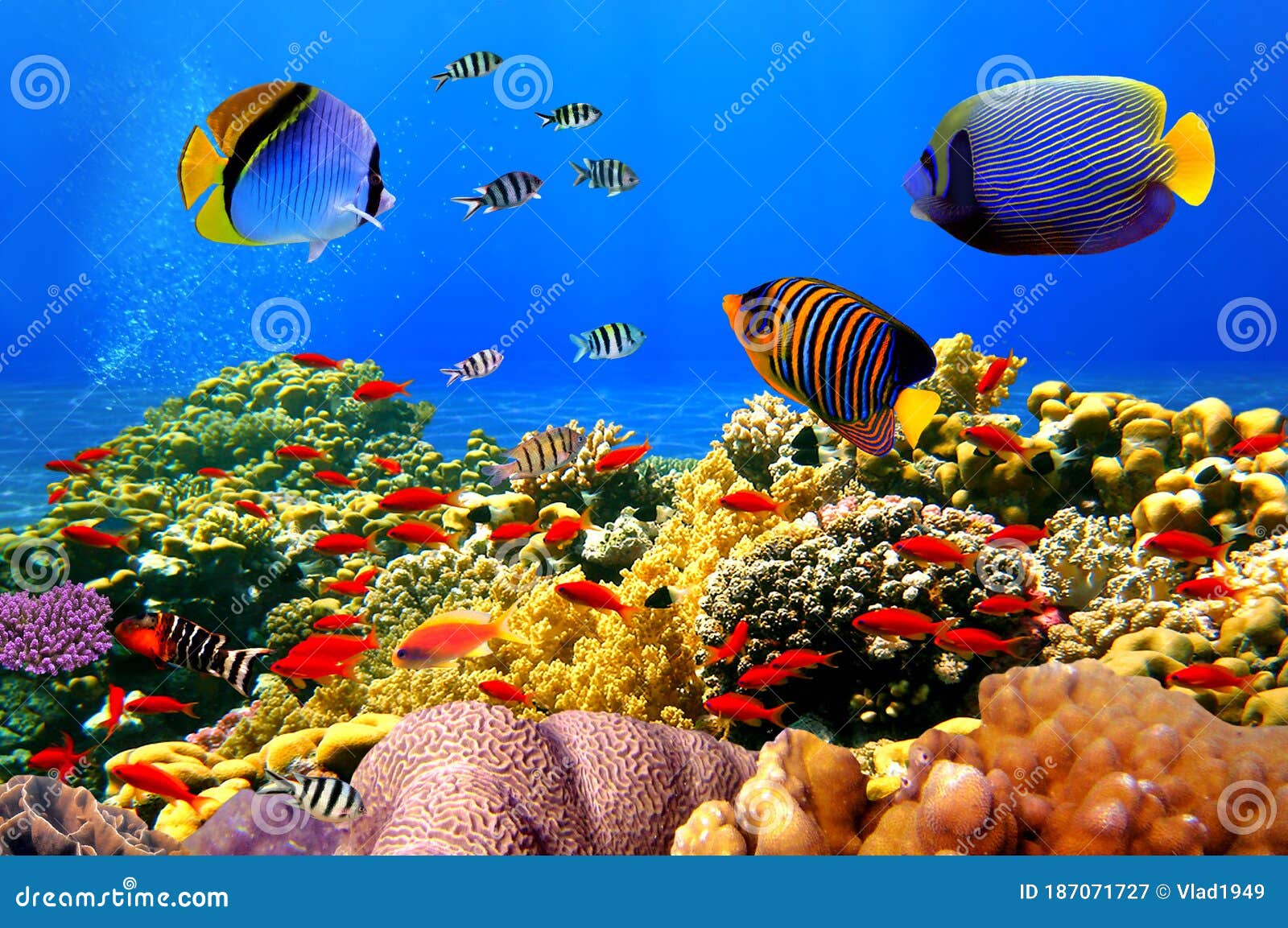 Photo of a Coral Colony on a Reef Stock Image - Image of water, travel ...