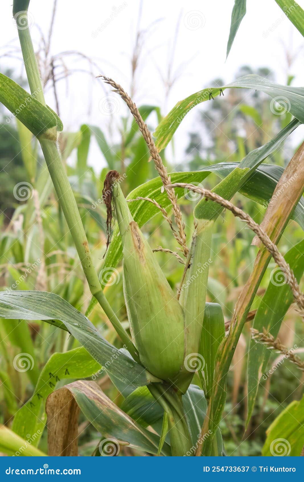 Photo of Corn in the Corn Garden. Stock Image - Image of tree, flower ...