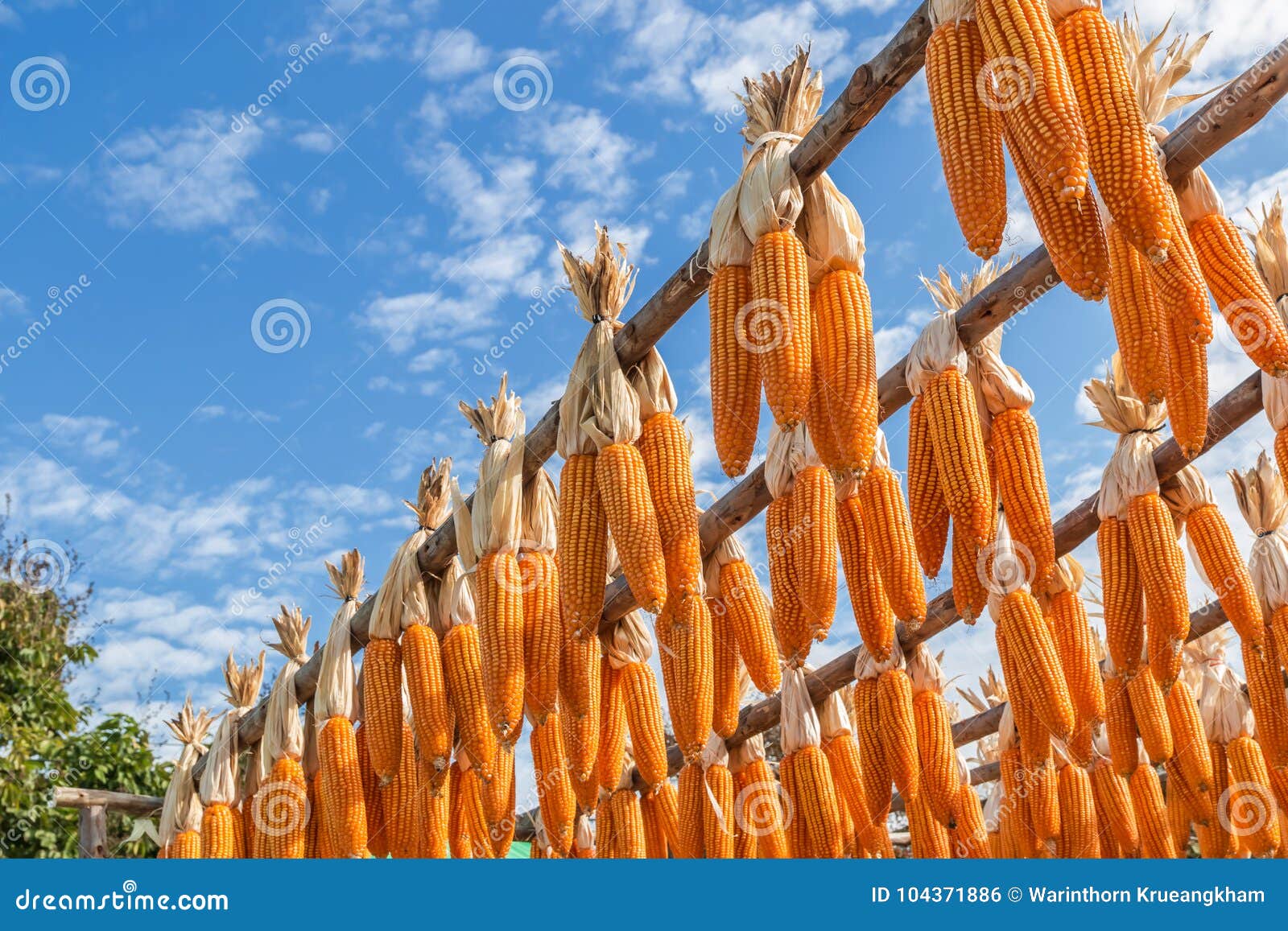Corn on the rail stock photo. Image of peel, natural - 104371886