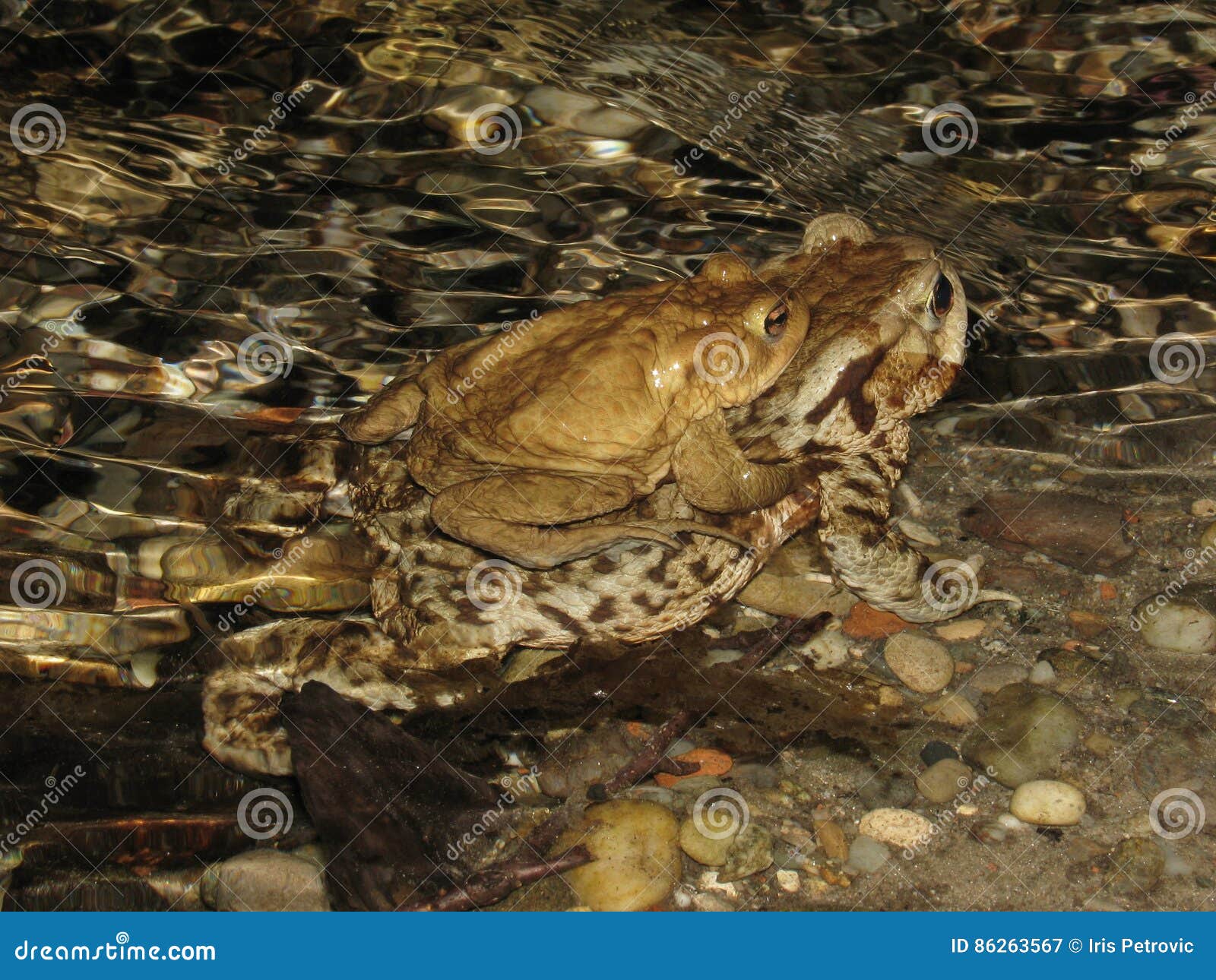 Common toad mating stock image. Image of fauna, organism - 86263567