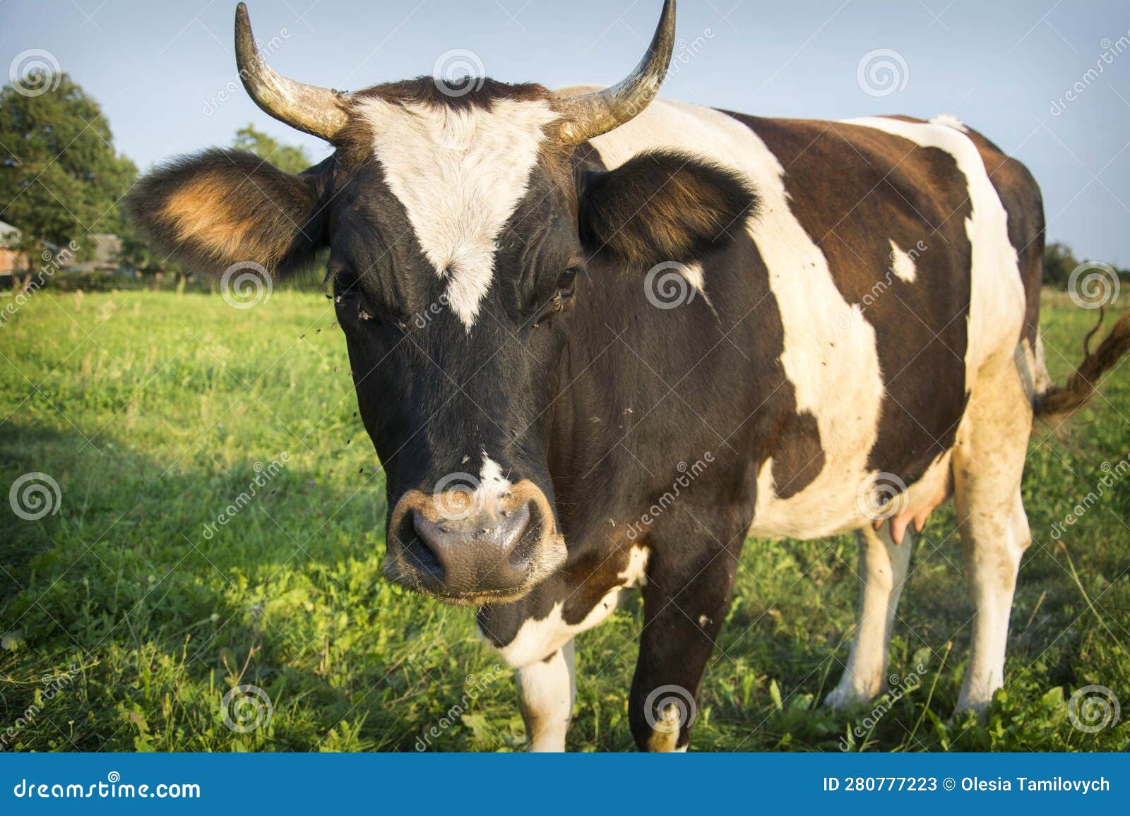 Photo of a Cow Suffering from Flies Stock Image - Image of meadow ...